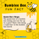 Buzzing with Fun: 10 Bumble Bee Facts Every Kid Should Know - Playful ...