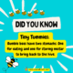 Buzzing with Fun: 10 Bumble Bee Facts Every Kid Should Know - Playful ...