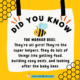 Buzzing with Fun: 10 Bumble Bee Facts Every Kid Should Know - Playful ...